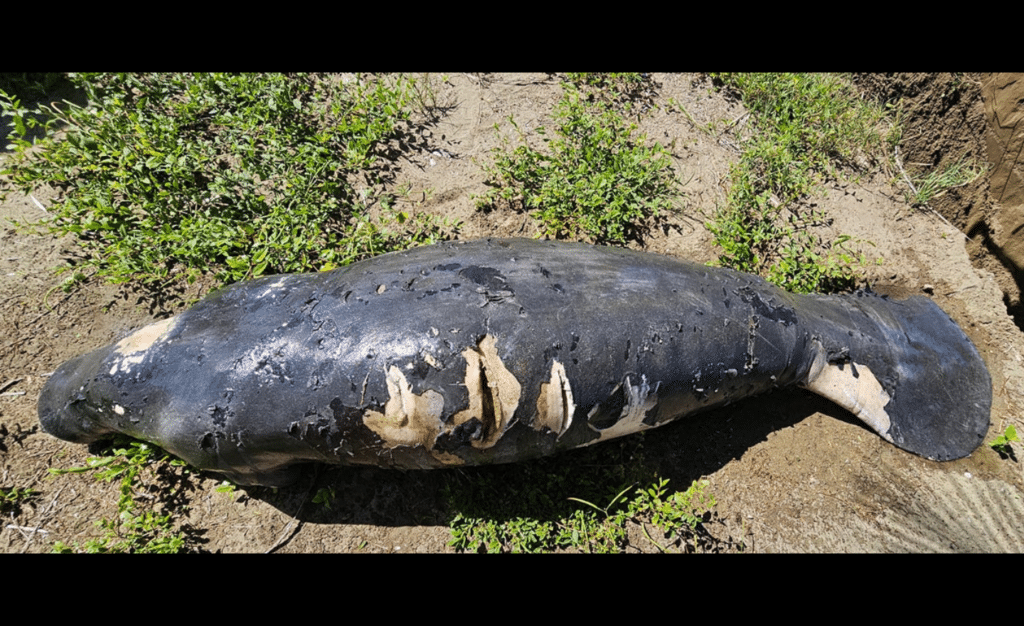 Muere manatí golpeado con hélice de embarcación