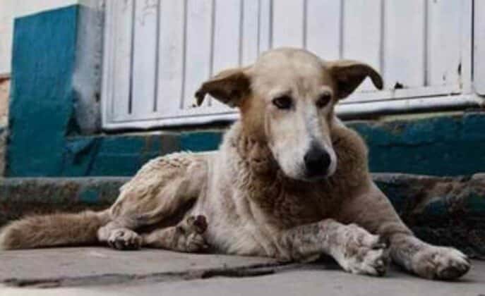 Proponen crear un fondo para atender el problema de animales realengos ...